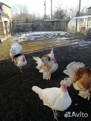 Индюки самцы