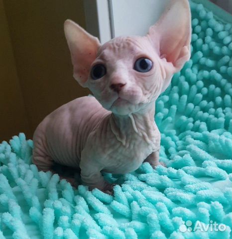 Бамбино белая с оливковыми глазами