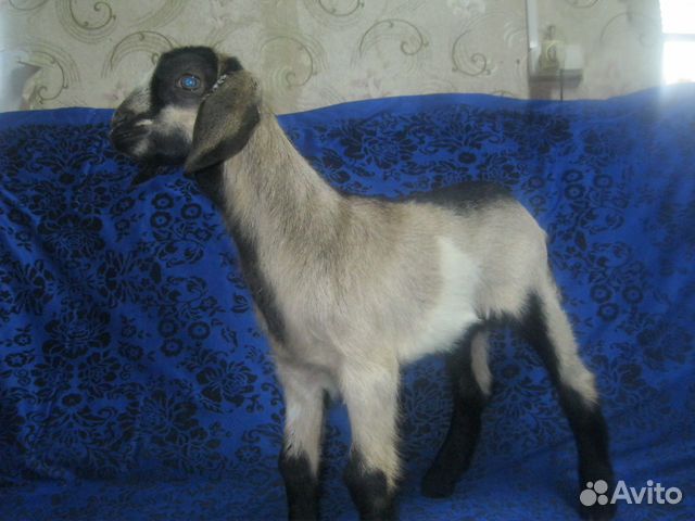 Козлик