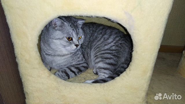 Кошка сибирская вислоухая