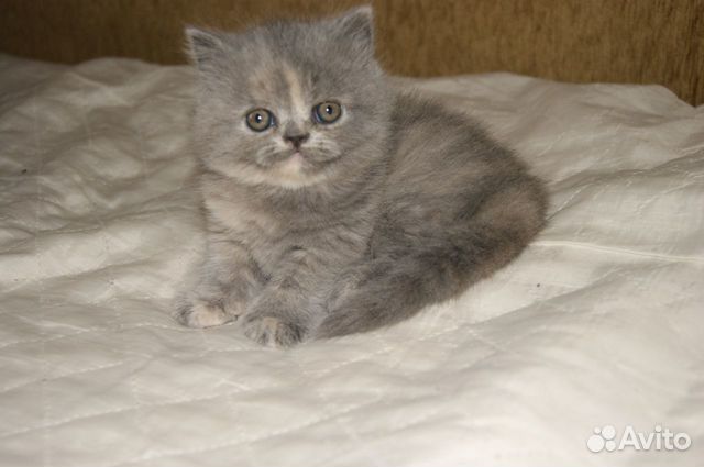 Котята -Экзоты, короткошерстные