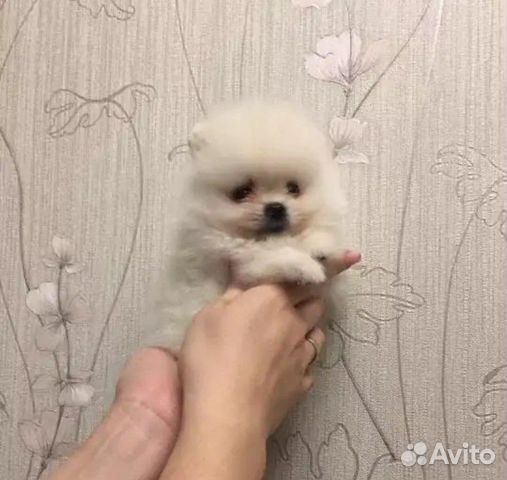 Шпиц супер микро малыш крем курносик