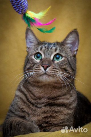 Котик полосатый, зеленые глаза в добрые руки