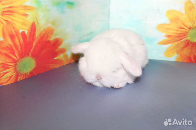 Карликовый крольчонок из известного питомника