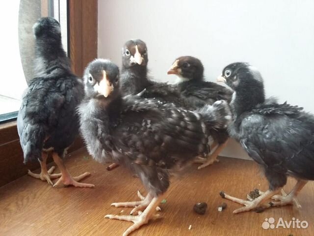 Цыплята Цветной Леггорн (Германия)