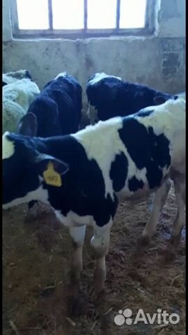 Бычки (3-4) трёх и четырёх месячные