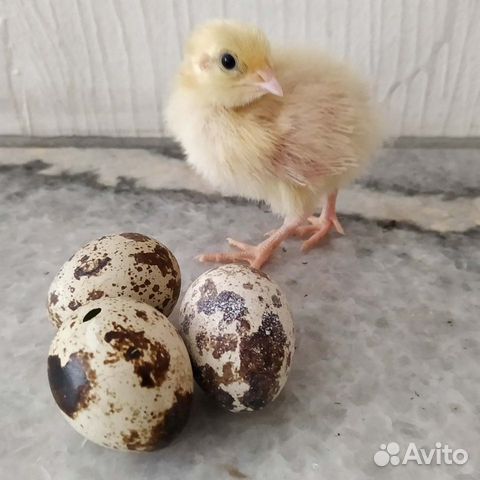 Техасский перепел