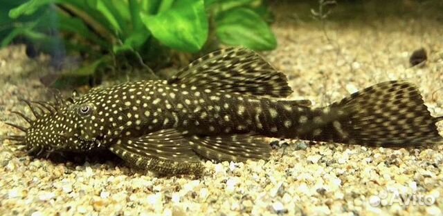 Сом анциструс взрослый (1 год, 9 см)