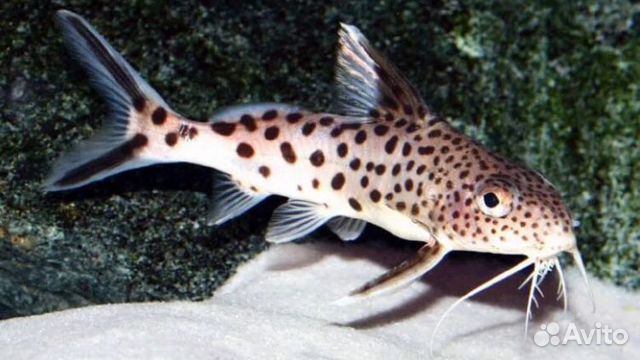 Сом Синодонтис или кукушка