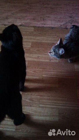 Котята 6 мес