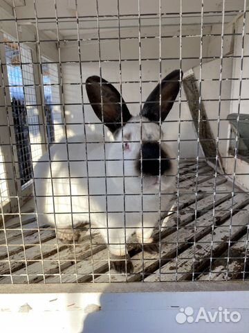 Кролики для разведения