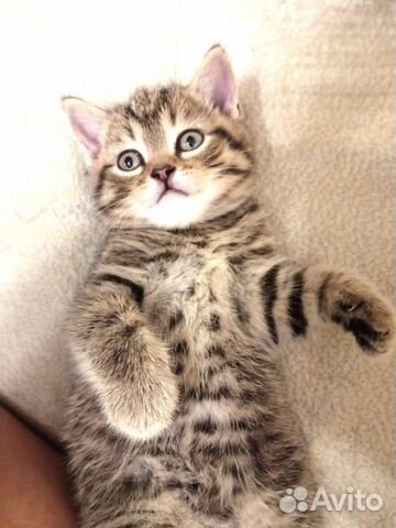 Бриташечка