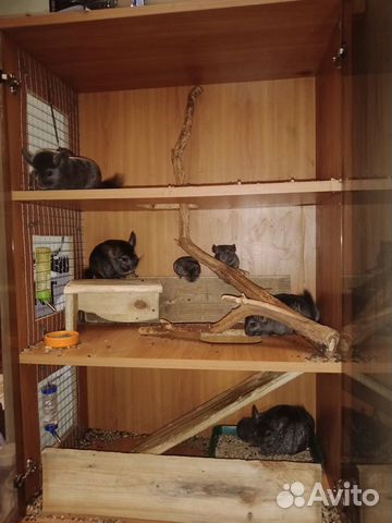 Семья шиншилл