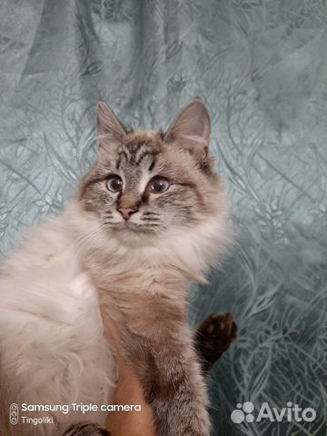 Кошка