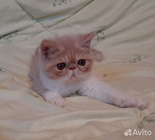 Экзотический мальчишечка
