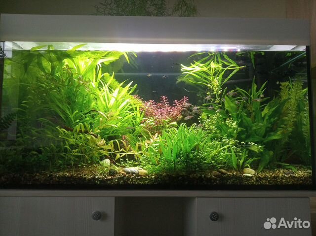 Растения аквариумные