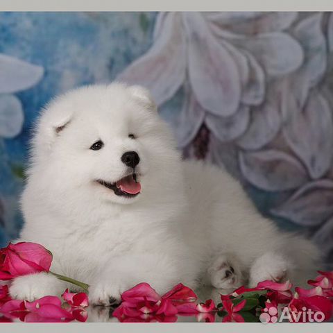 Три девицы. самоеды