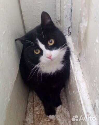 Кот в добрые руки