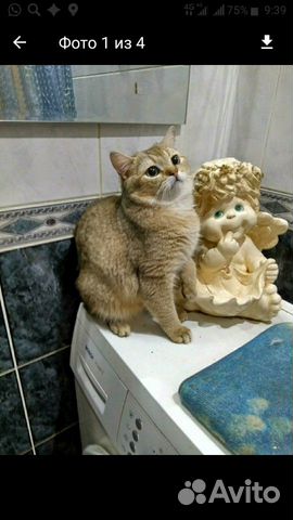 Котик золотого окраса