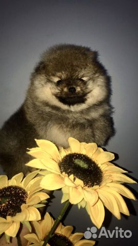 Шпиц