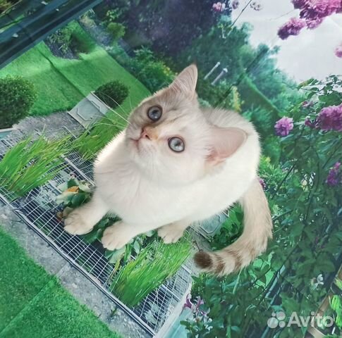 Британские котята