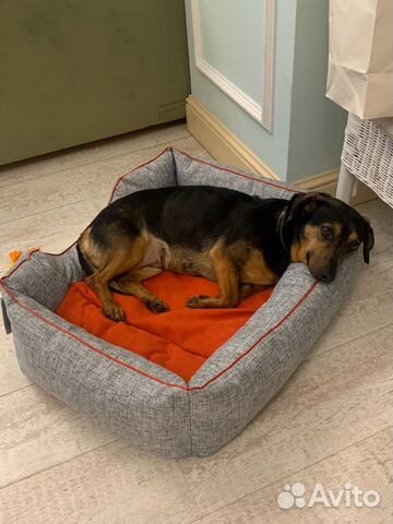 Тася ищет дом