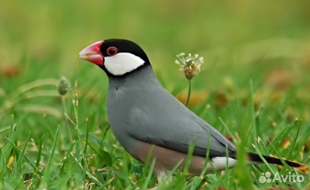 Преобрету рисовую амадину