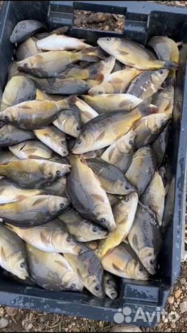 Малек карпа