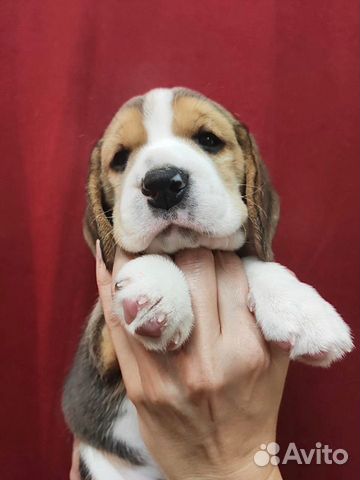 Щенки бигля