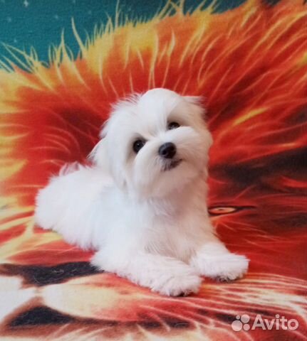 Маленький красавчик