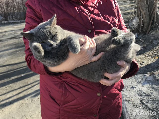 Потерялся кот британец