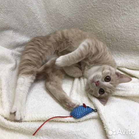 Персик кот 8 месяцев кастрирован