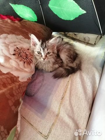 Отдадим котенка