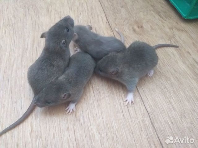 Малыши крысята