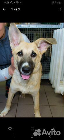 Лада ищет хорошую семью