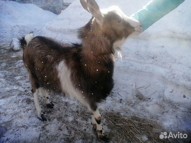 Коза