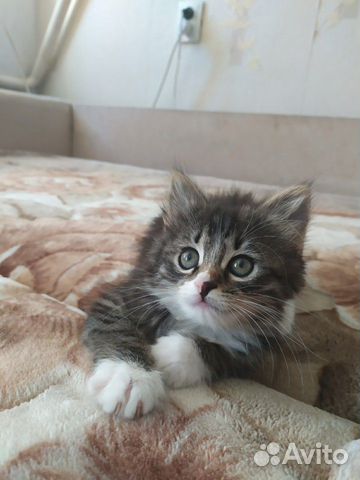 Отдам кошечку в добрые теплые руки