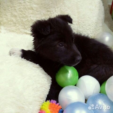 Щенок мальчик