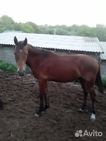 Жеребчик 1 год