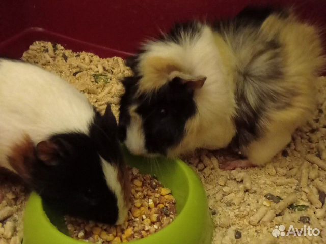 Морские свинки хрю-хрю-хрю