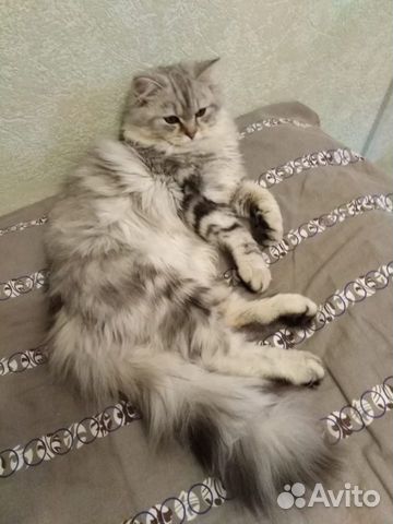 Кот
