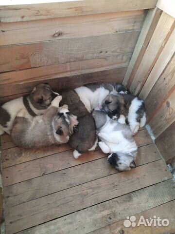 Собака, Американская акитаина