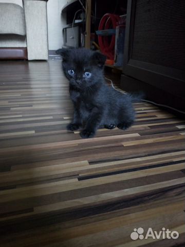 Котик