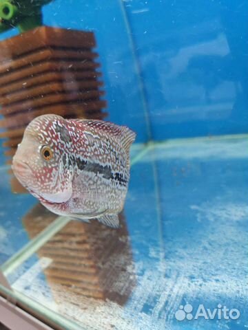 Камфа красная