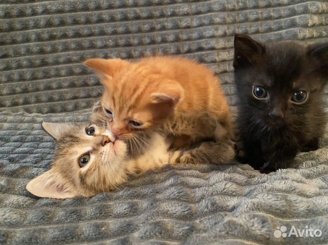 Котята в добрые руки