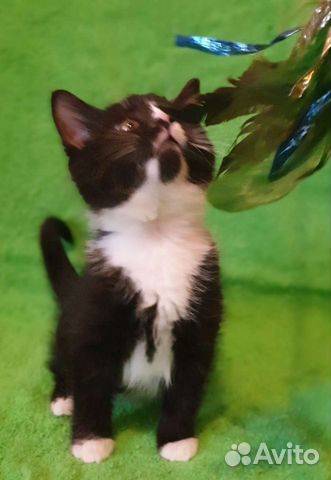 Маленькая маркиза Шанелька