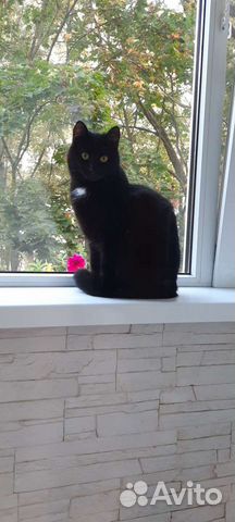 Кошка