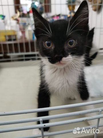 2 котенка из приюта, 1,5 мес. Привезу