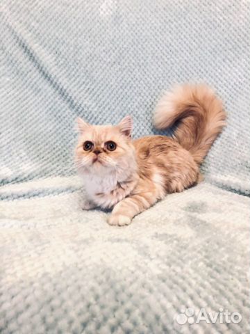 Кошка Хайленд