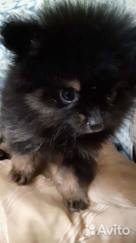 Девочка 2 мес